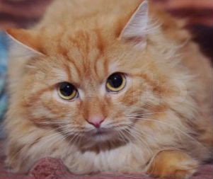 Рыжий котенок - сибирский котенок Стефа, 6 мес