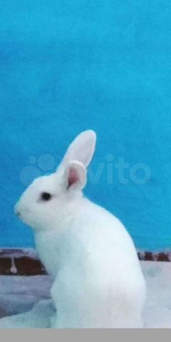 Белый кролик