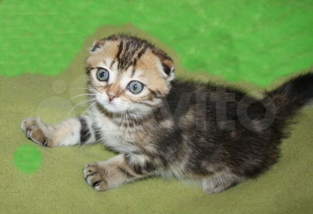 Вислоухие котята