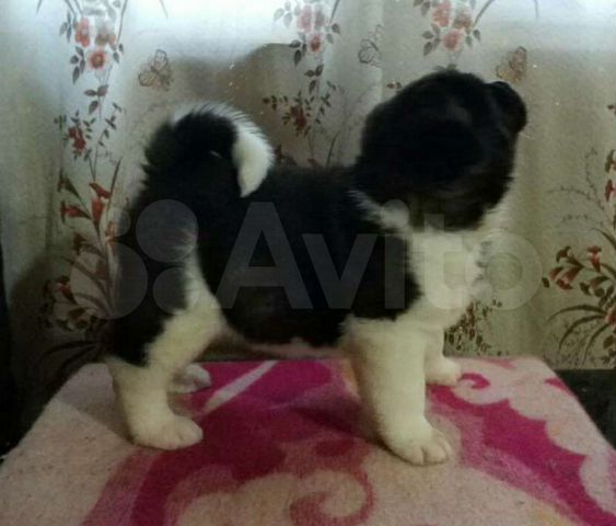 Щенки Американской Акиты