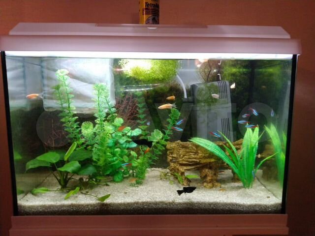 Аквариумные рыбки бесплатно