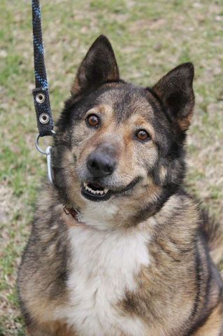 Ласкуша Сара хочет домой