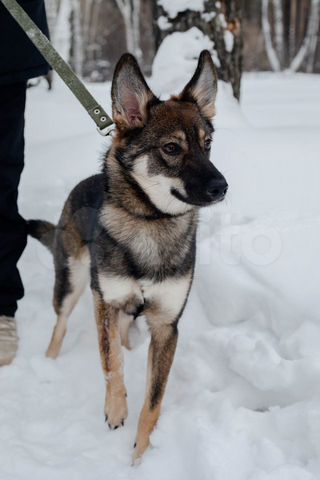 Собака Нюша добрые руки
