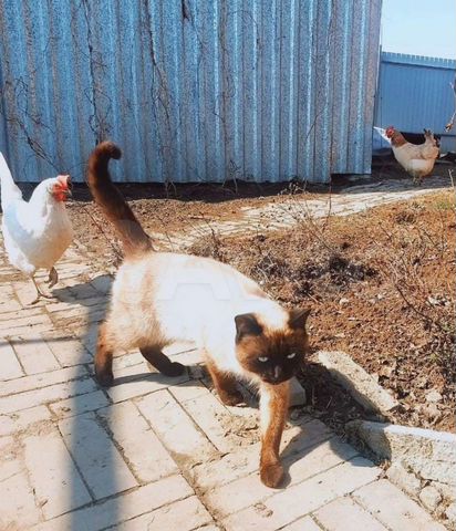 Сиамику нужен дом