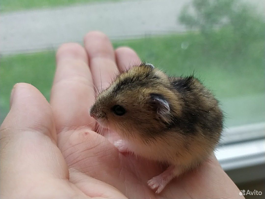 Джунгарский хомяк