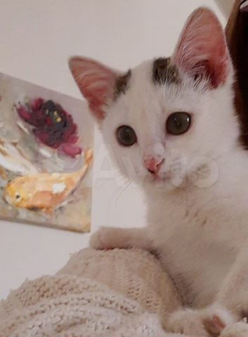 Очаровашка Настя ищет свой дом