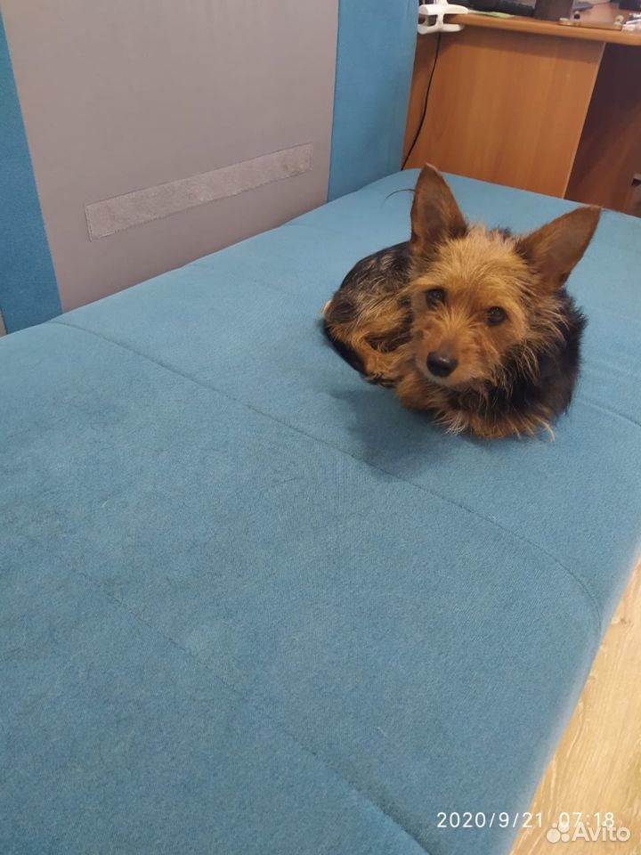 Норвич терьер