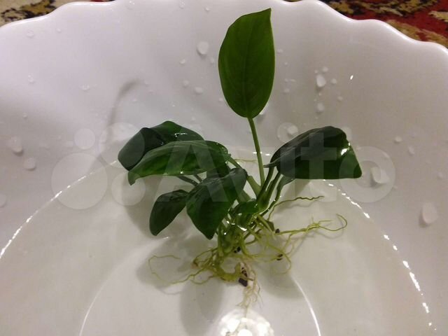 Аквариумные растения прополка