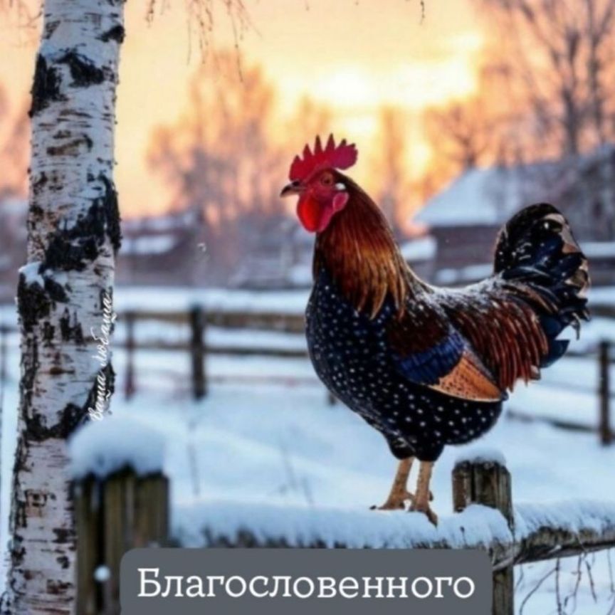 Пальто женское меховое