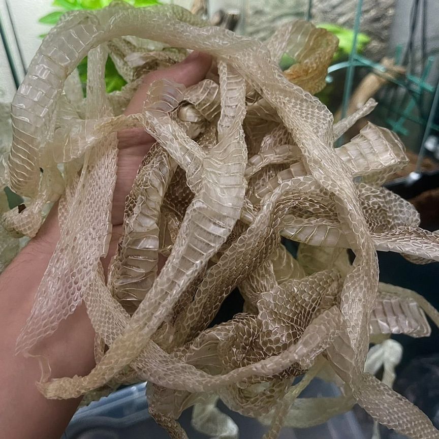 Выползка линька полозов, змей